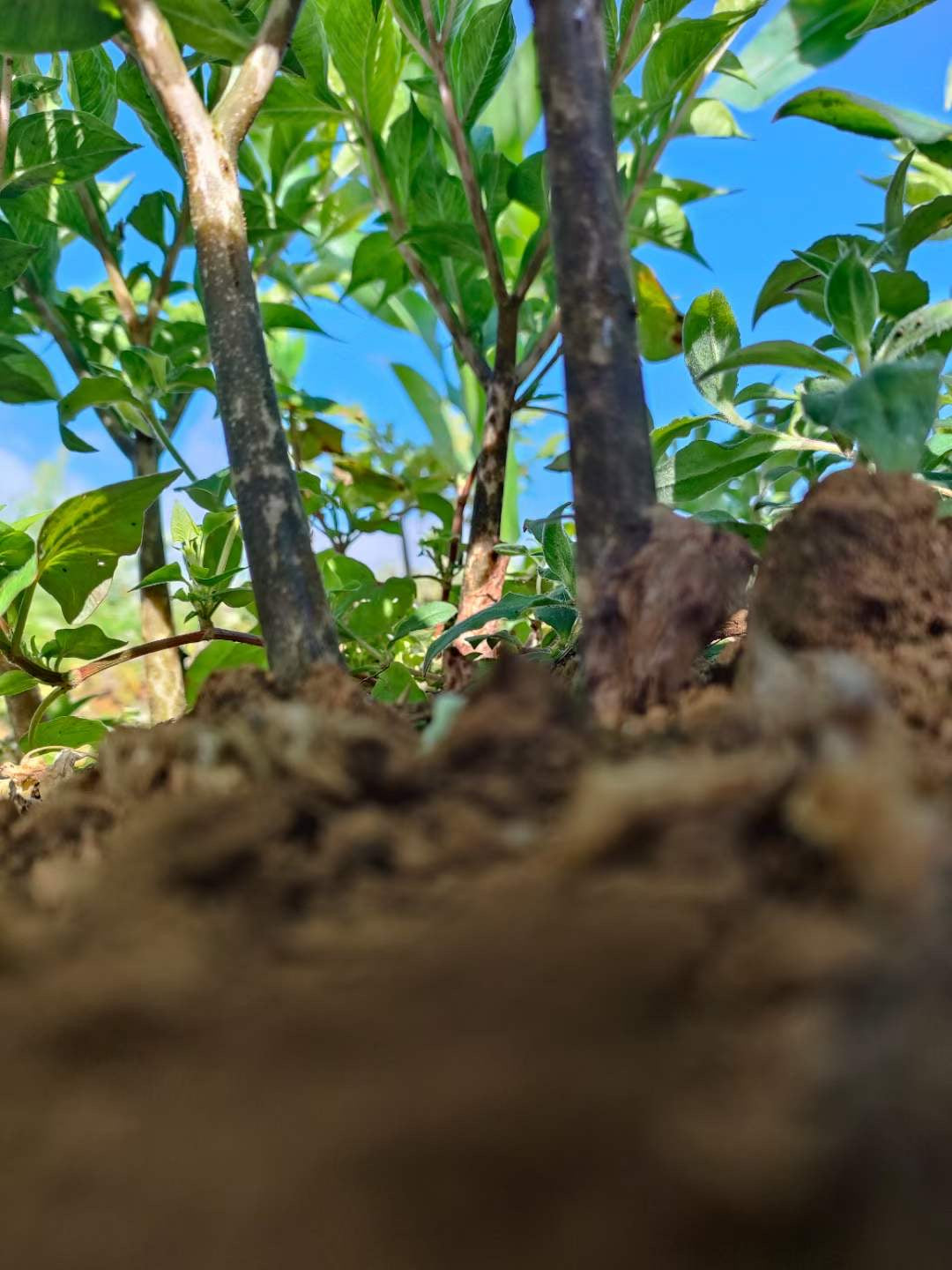 What is Konjac | Fiber, History and Culture | MOYU™