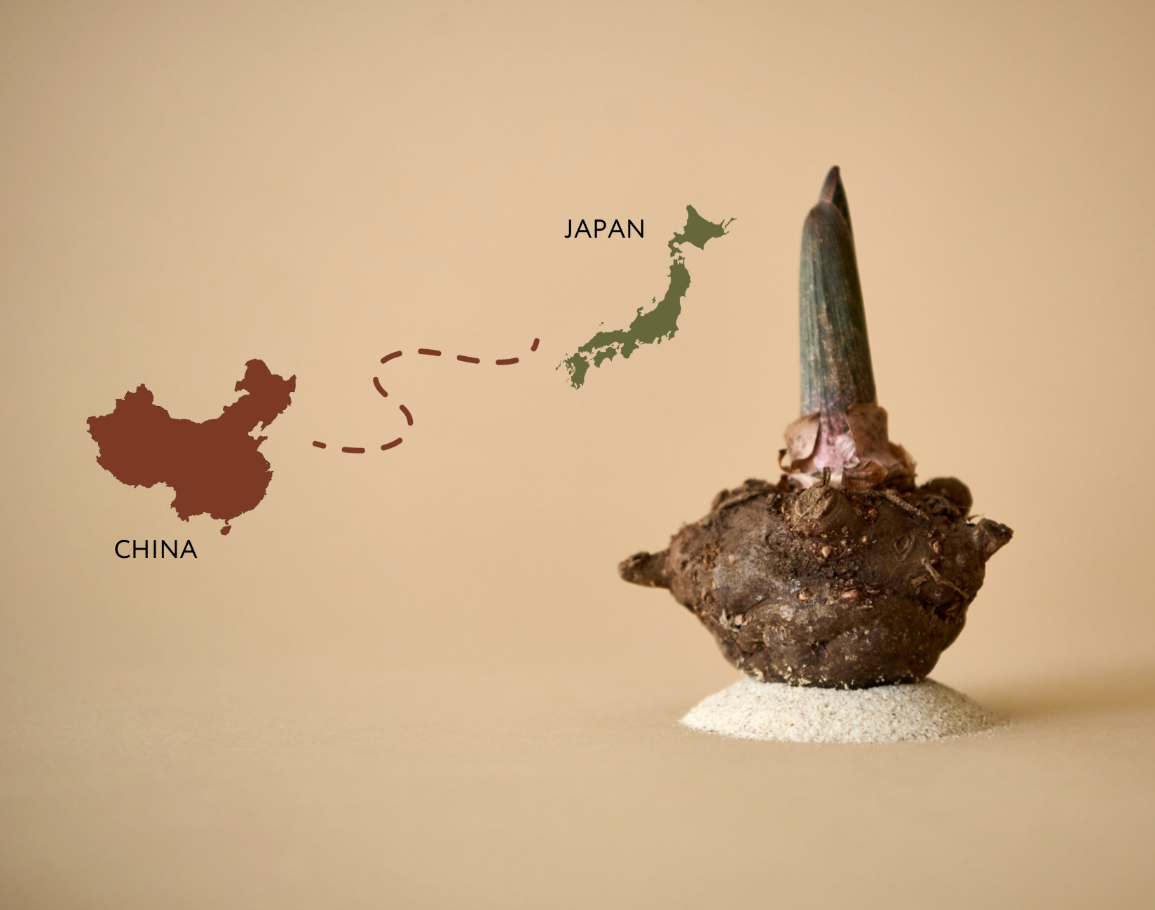 What is Konjac | Fiber, History and Culture | MOYU™